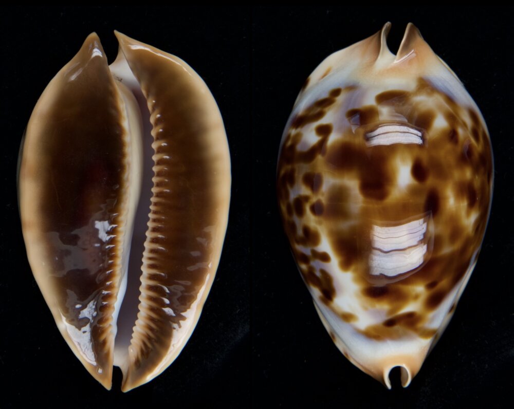 ShellBrothers - Monsecour Brothers specimen shells