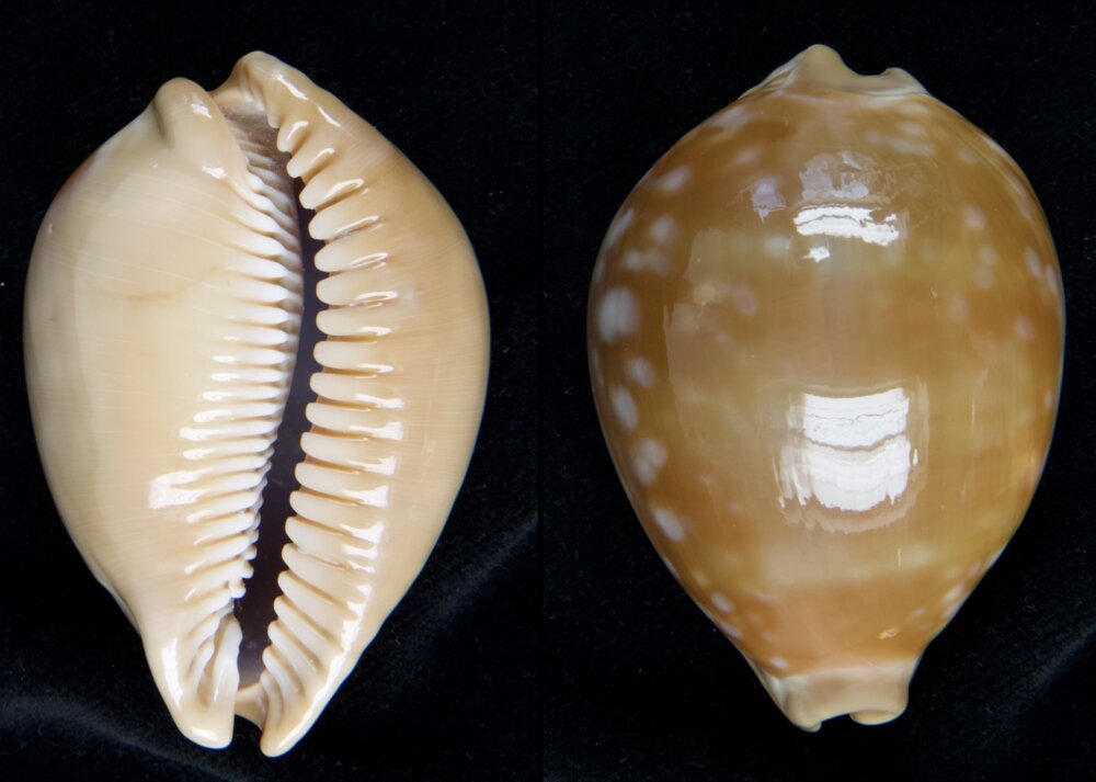 All shells - ShellBrothers - All shells