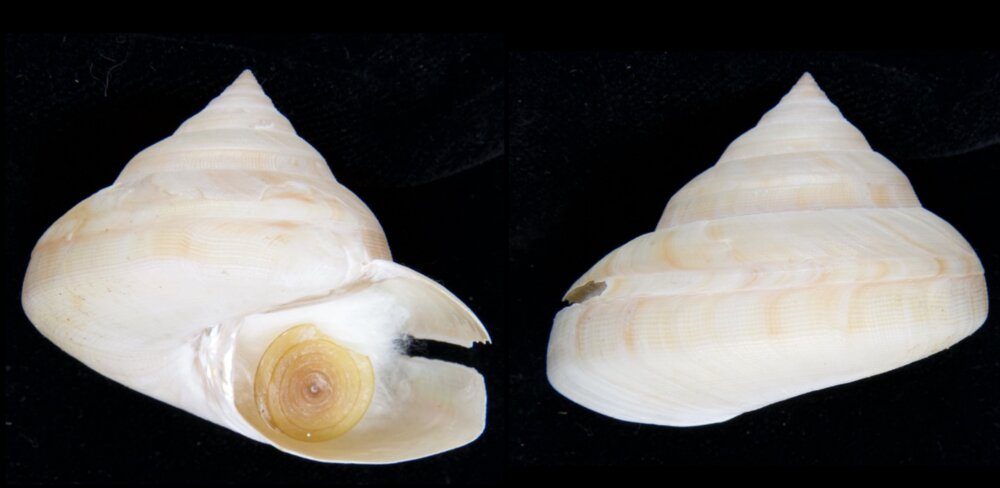 New shells - ShellBrothers - New shells