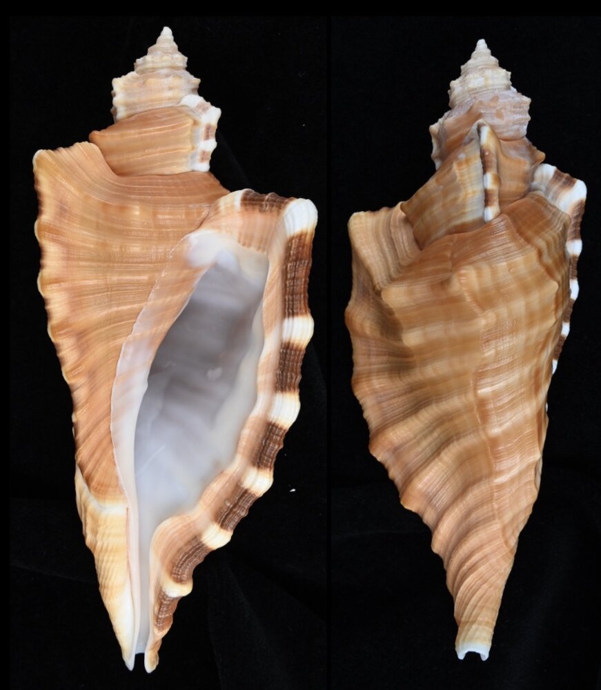 New shells - ShellBrothers - New shells