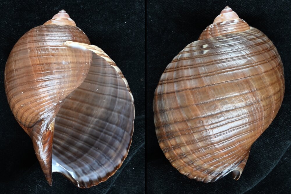 New shells - ShellBrothers - New shells