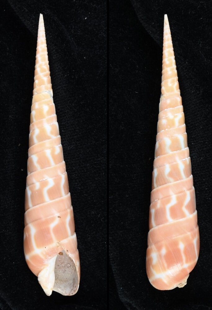 New shells - ShellBrothers - New shells