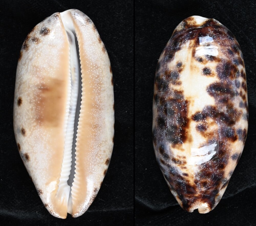 All shells - ShellBrothers - All shells