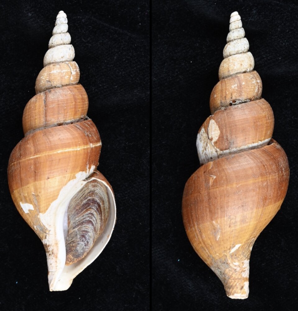 New shells - ShellBrothers - New shells