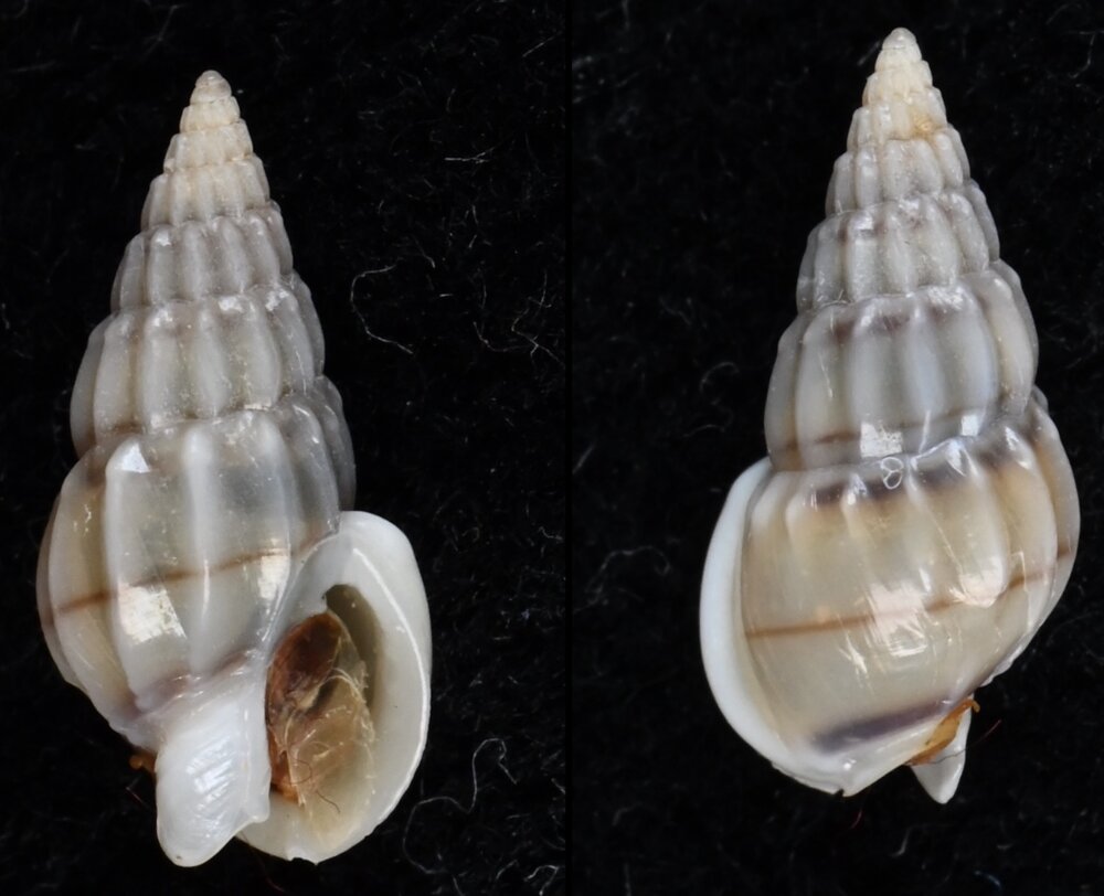 New shells - ShellBrothers - New shells
