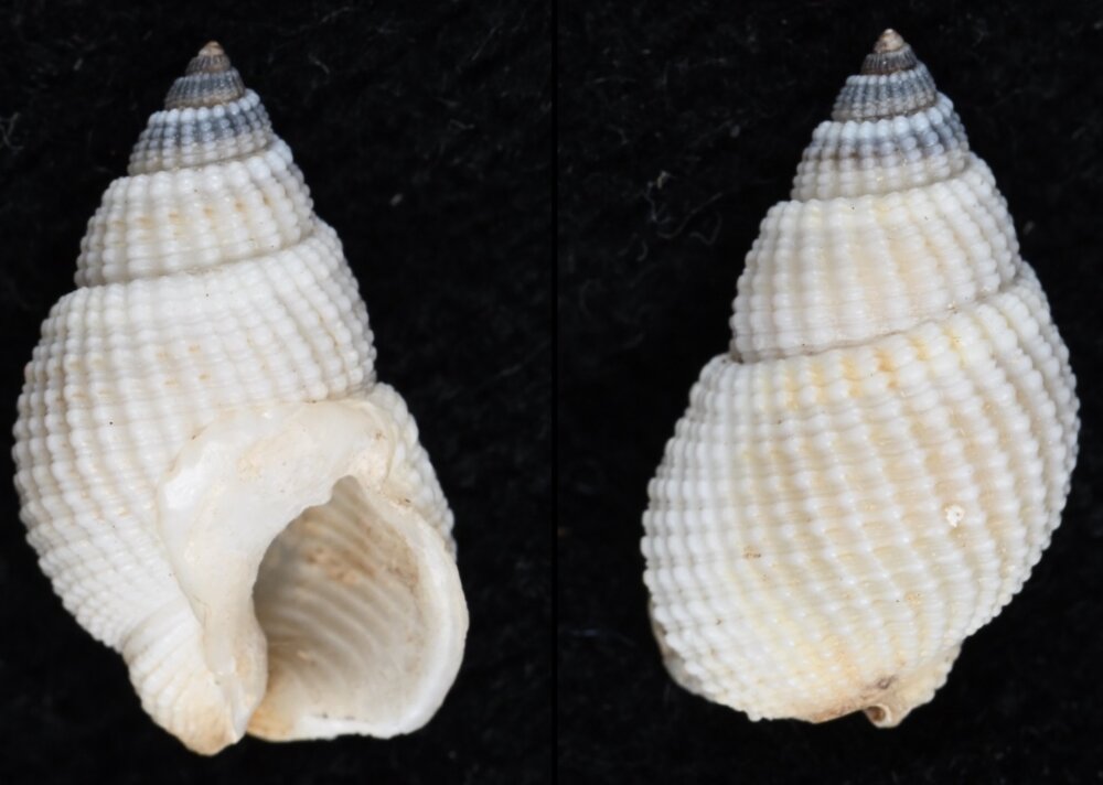 New shells - ShellBrothers - New shells