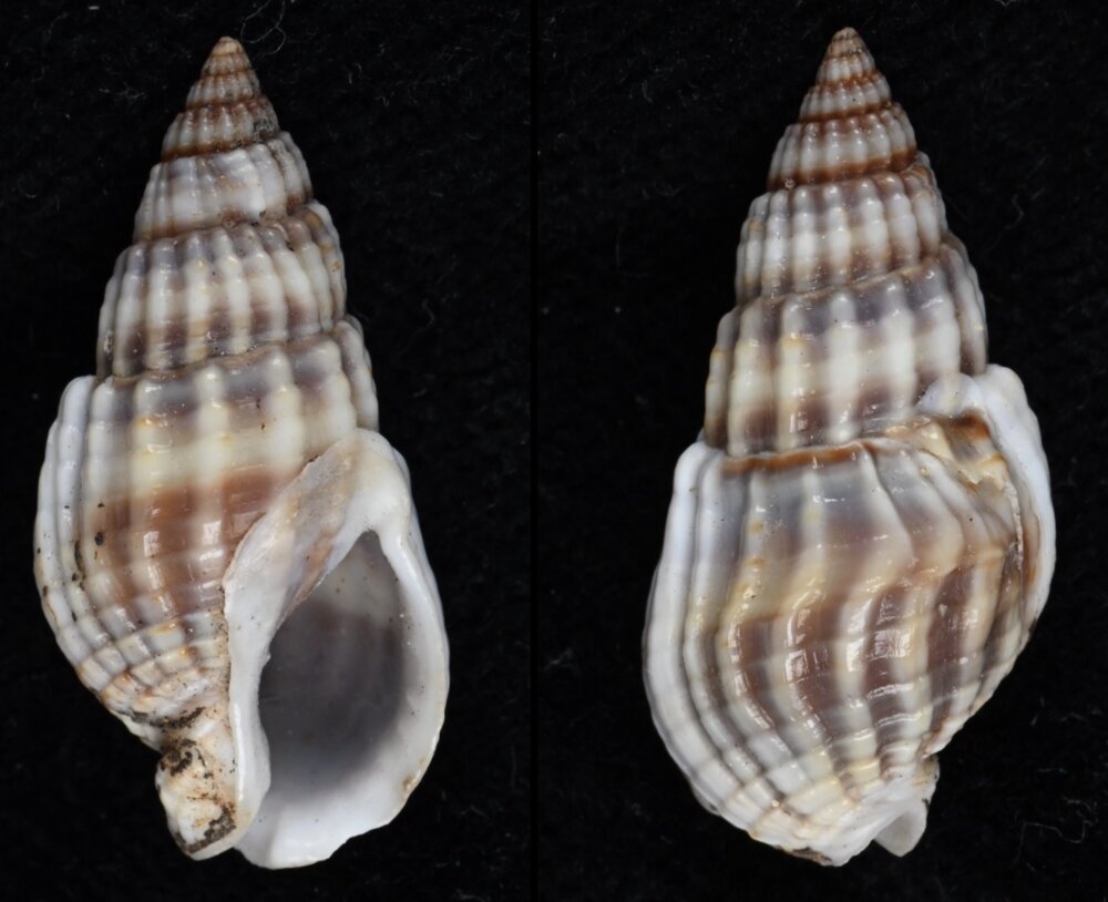 New shells - ShellBrothers - New shells