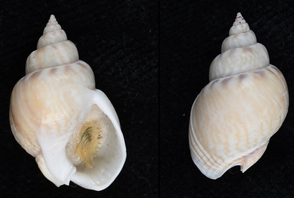 New shells - ShellBrothers - New shells