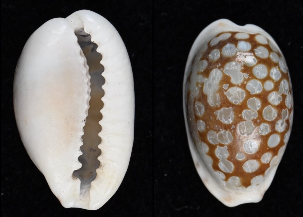 All shells - ShellBrothers - All shells
