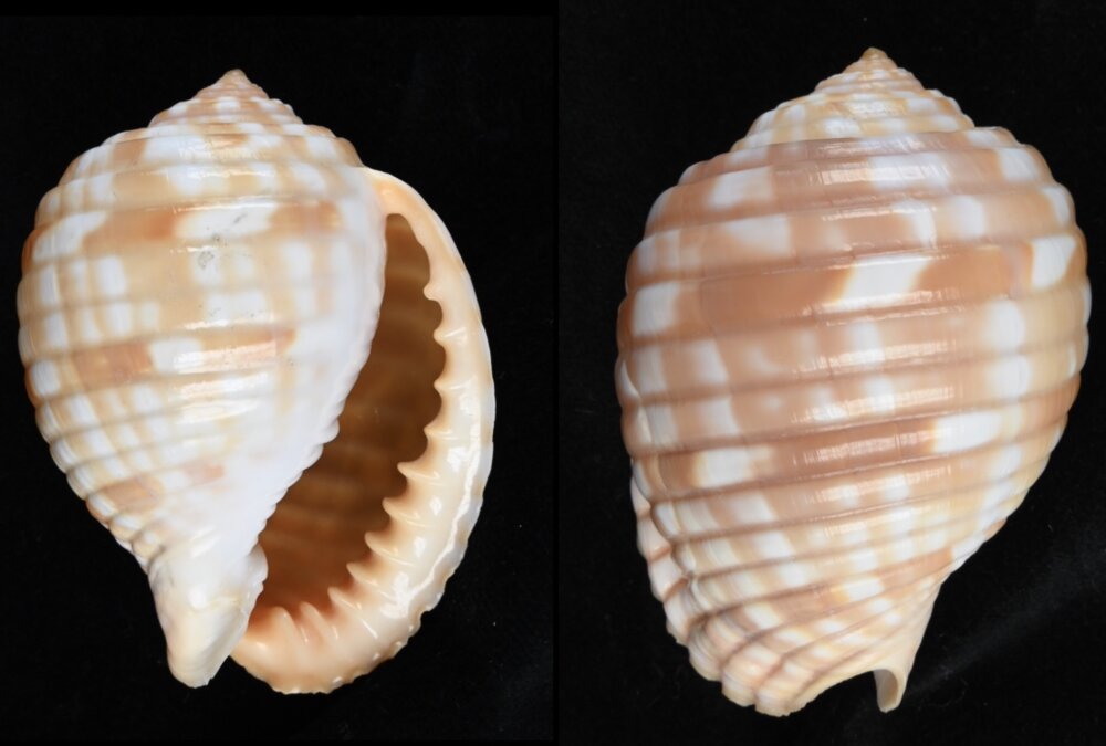 All shells - ShellBrothers - All shells