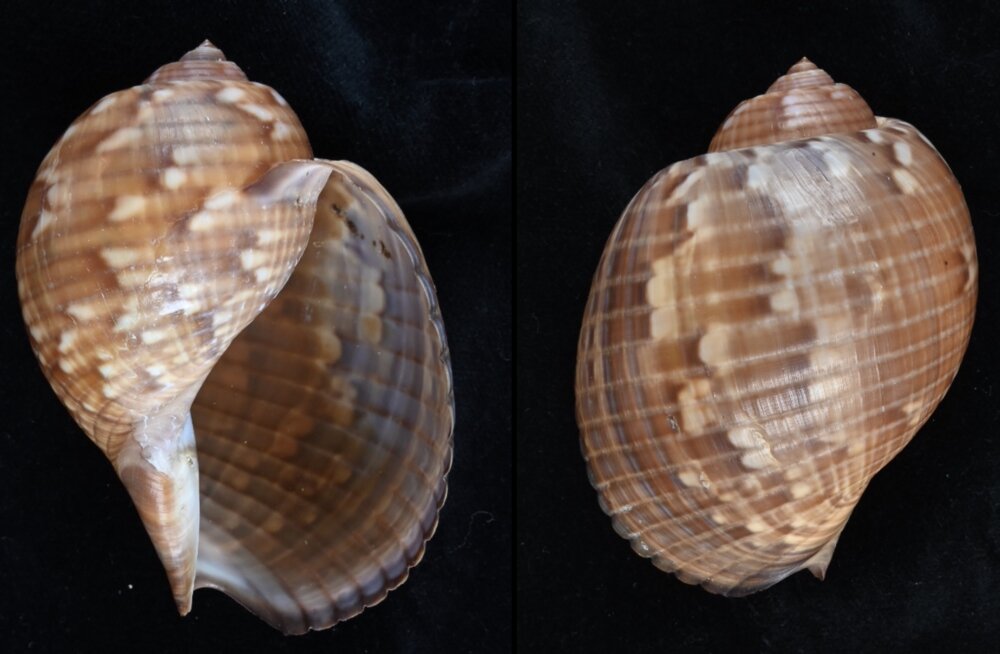 New shells - ShellBrothers - New shells