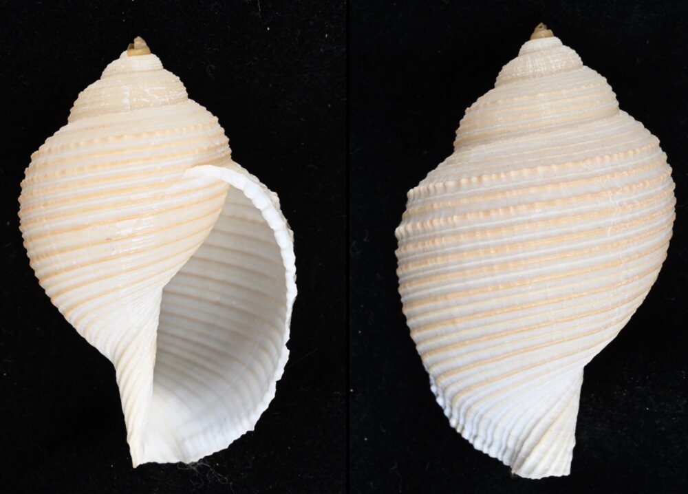 New shells - ShellBrothers - New shells