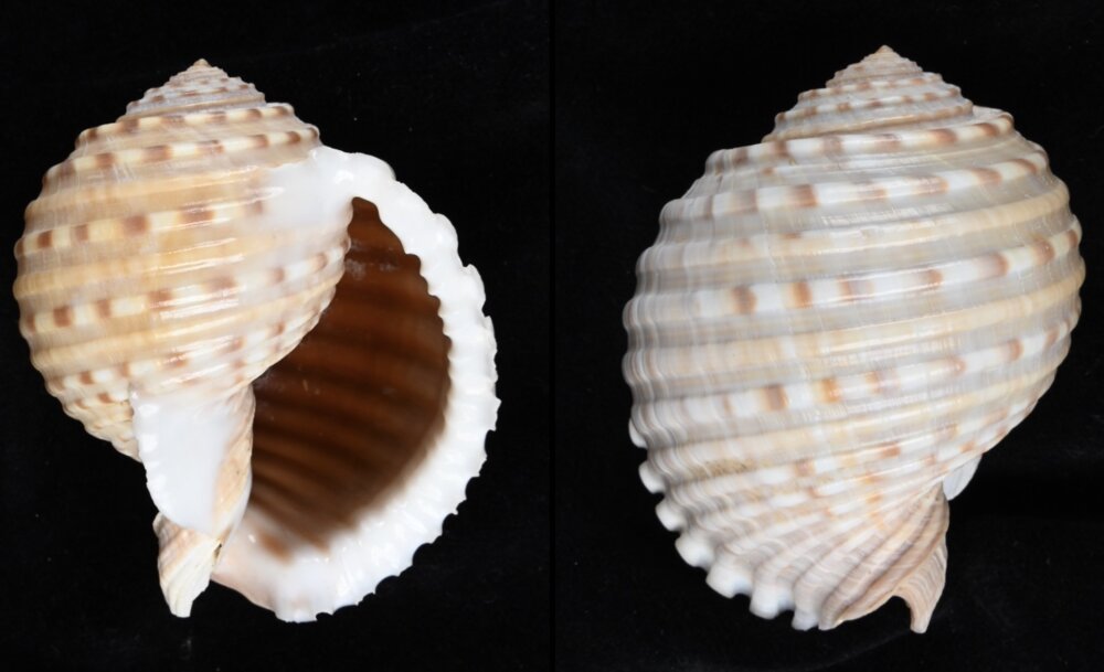 New shells - ShellBrothers - New shells