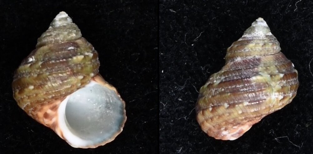 All shells - ShellBrothers - All shells