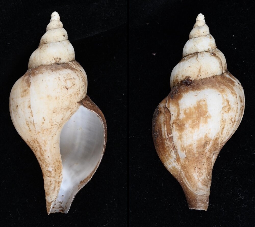 New shells - ShellBrothers - New shells