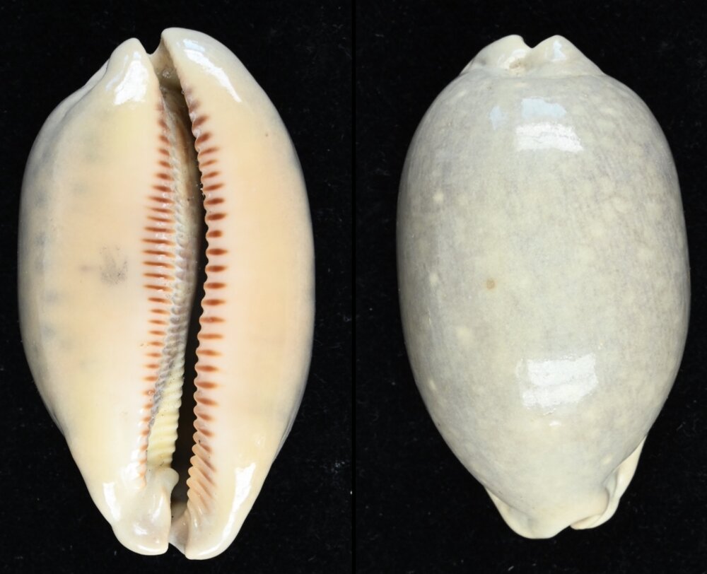 New shells - ShellBrothers - New shells