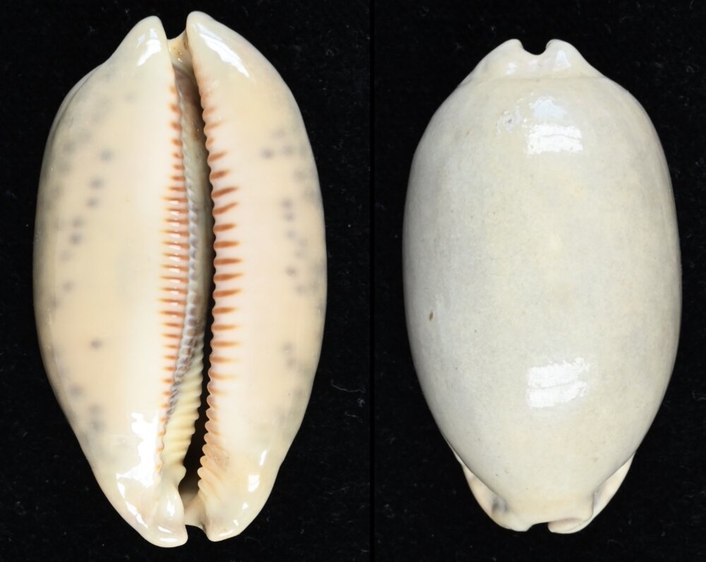 New shells - ShellBrothers - New shells