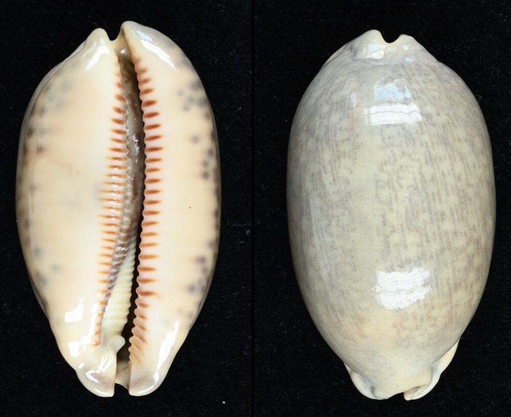 New shells - ShellBrothers - New shells