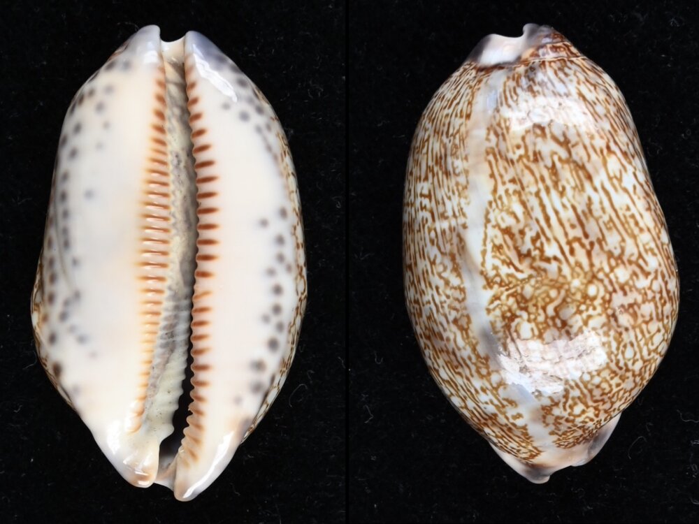 New shells - ShellBrothers - New shells