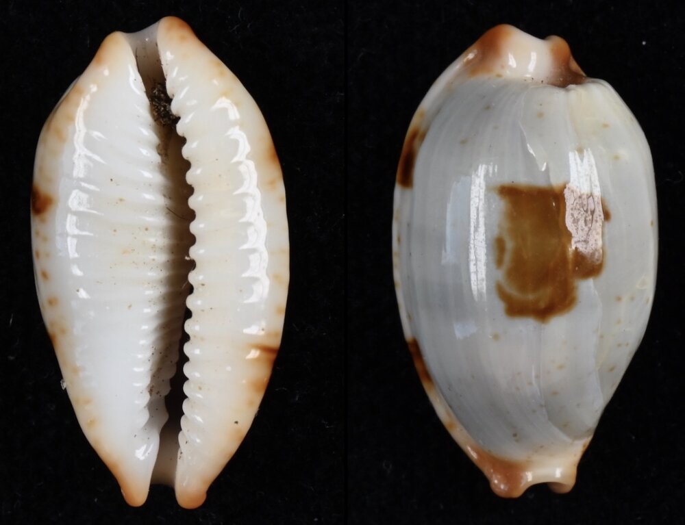 All shells - ShellBrothers - All shells