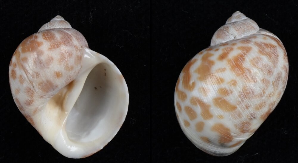 New shells - ShellBrothers - New shells