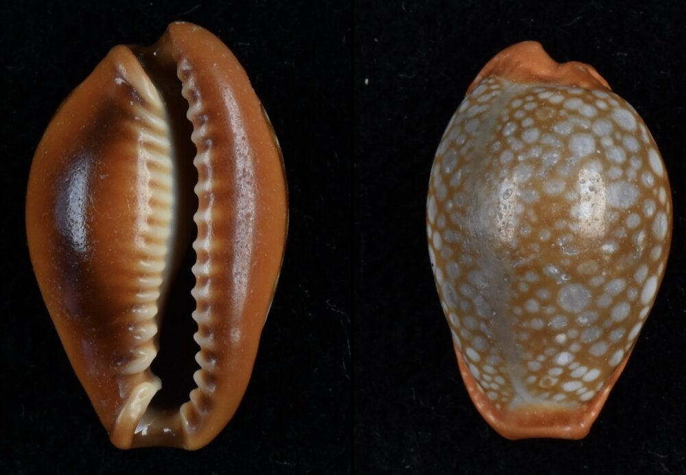 New shells - ShellBrothers - New shells