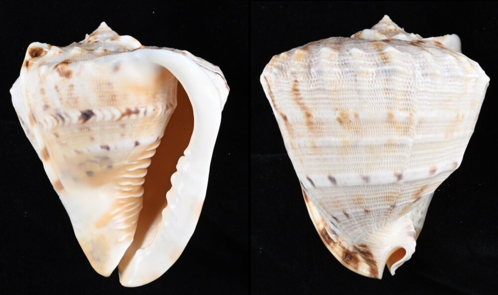 All shells - ShellBrothers - All shells