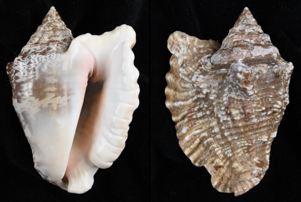 New shells - ShellBrothers - New shells