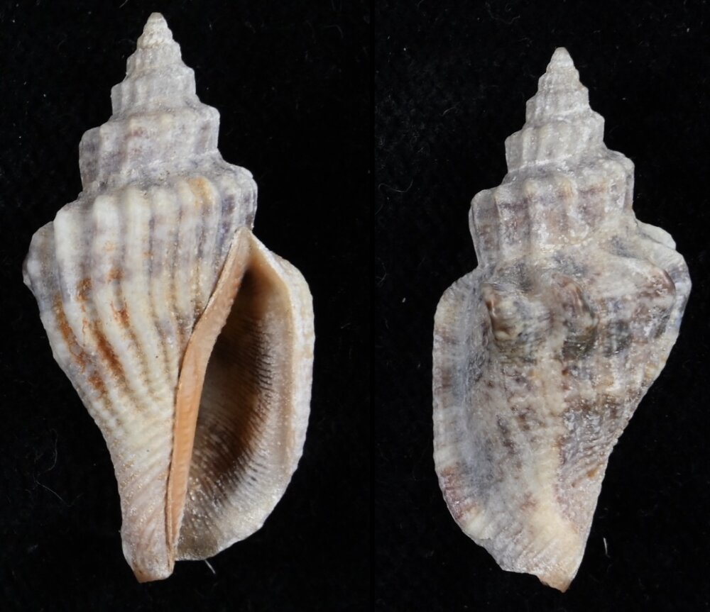 New shells - ShellBrothers - New shells