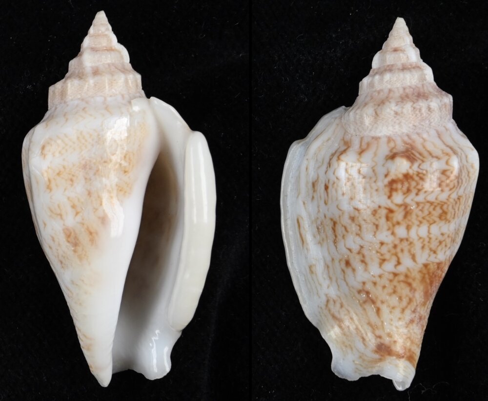 New shells - ShellBrothers - New shells