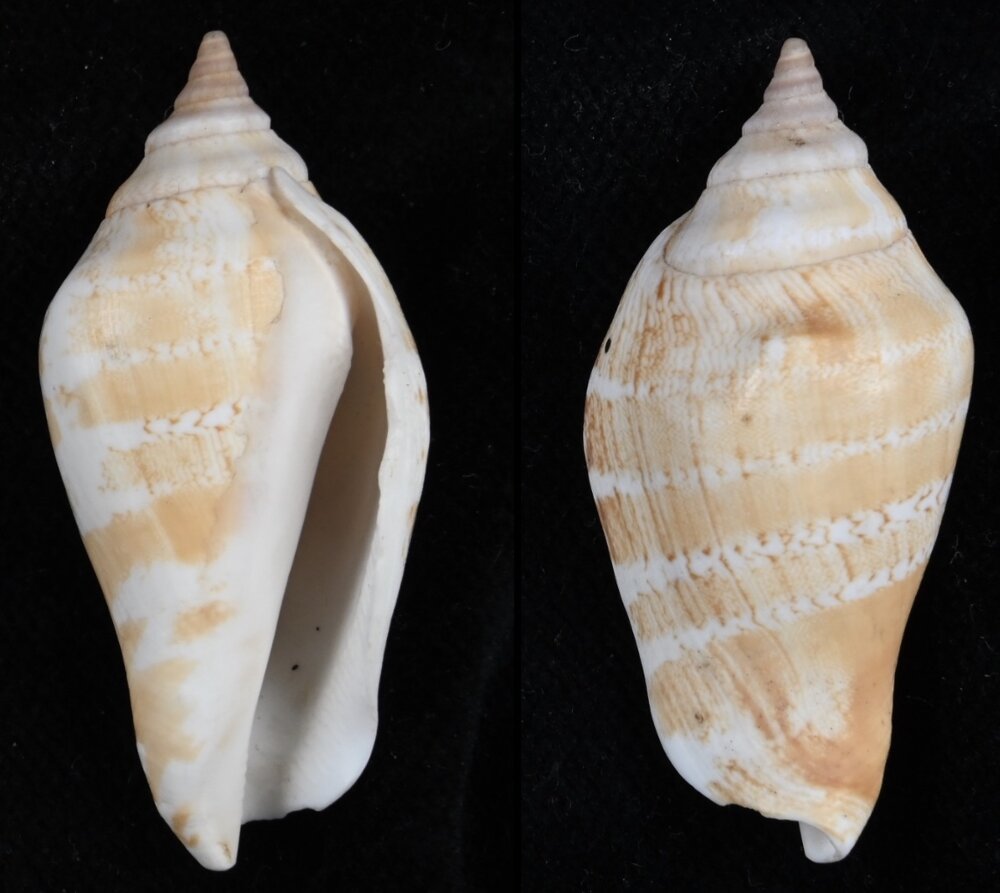 New shells - ShellBrothers - New shells