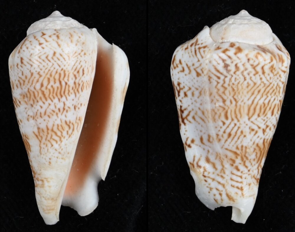 New shells - ShellBrothers - New shells