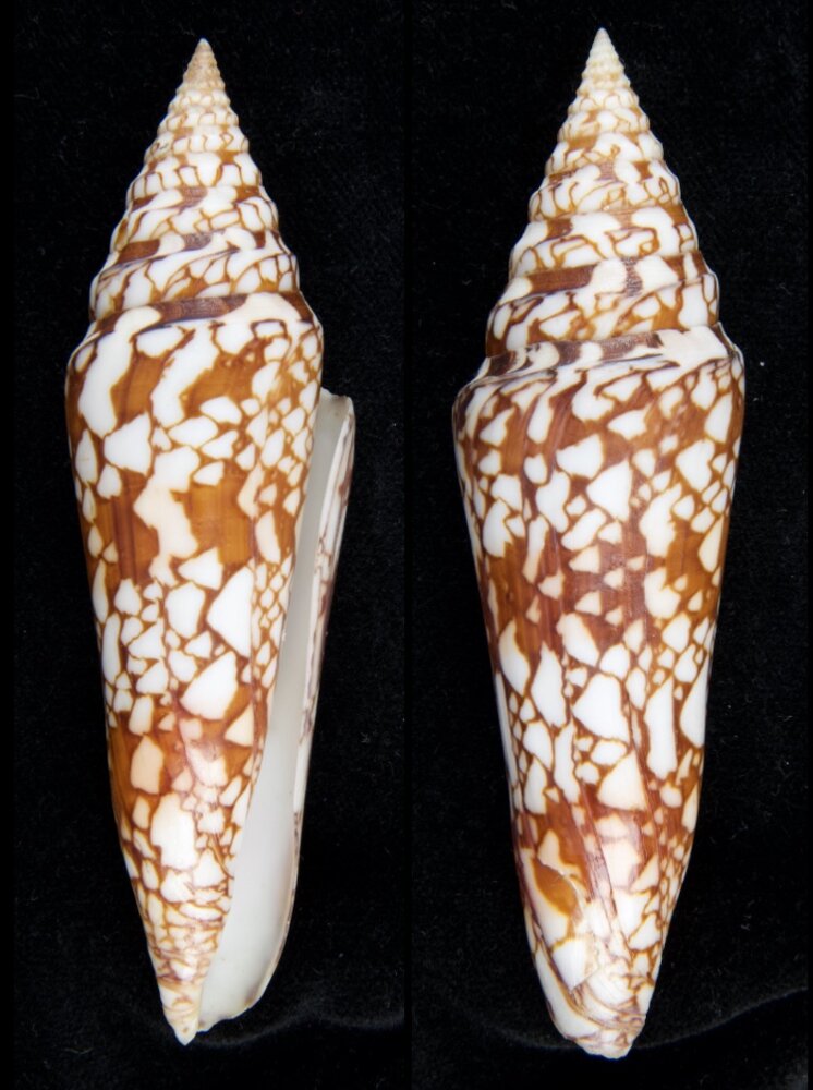 New shells - ShellBrothers - New shells