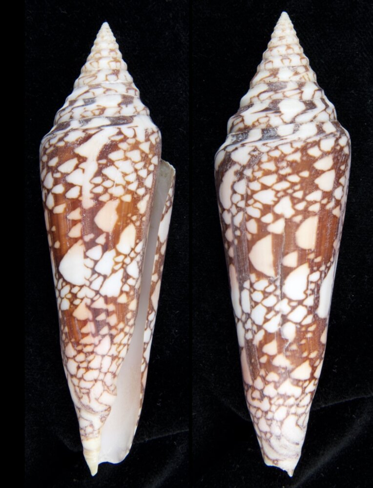 New shells - ShellBrothers - New shells