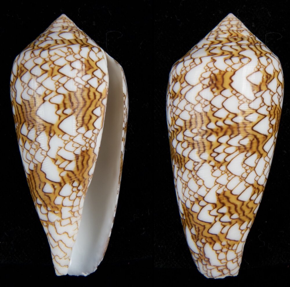 New shells - ShellBrothers - New shells