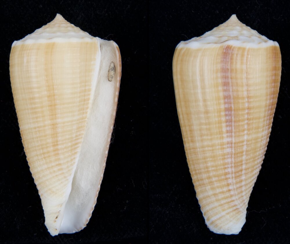 New shells - ShellBrothers - New shells