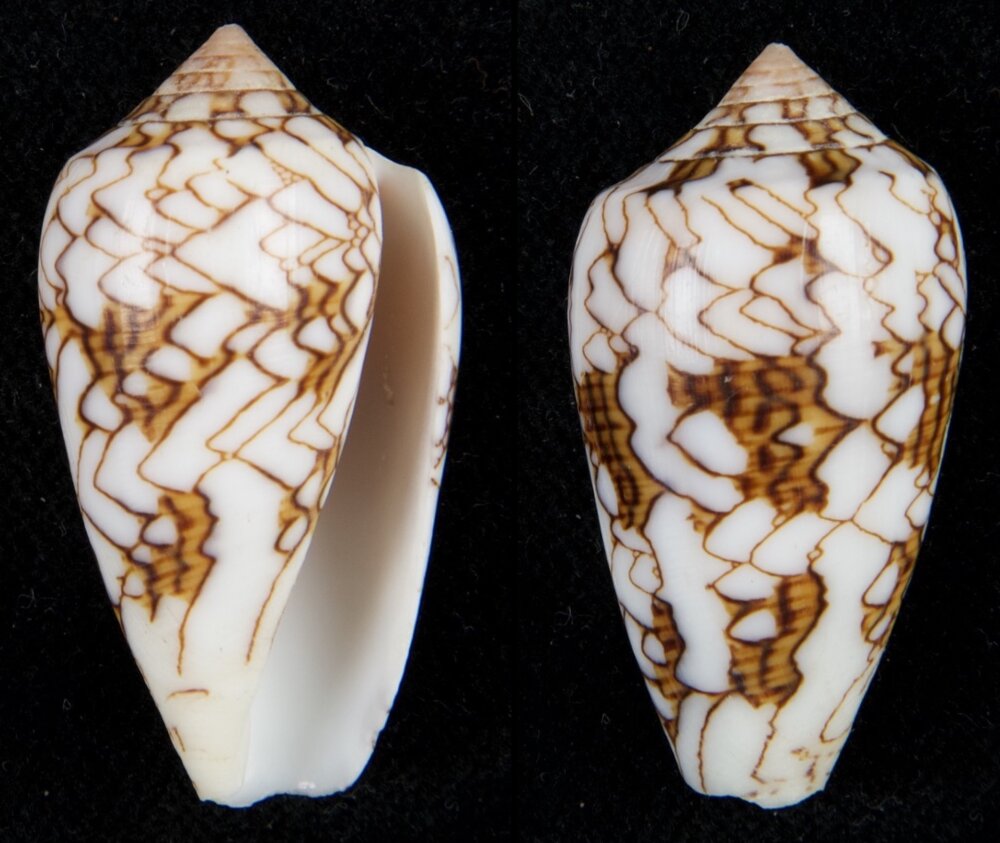 New shells - ShellBrothers - New shells