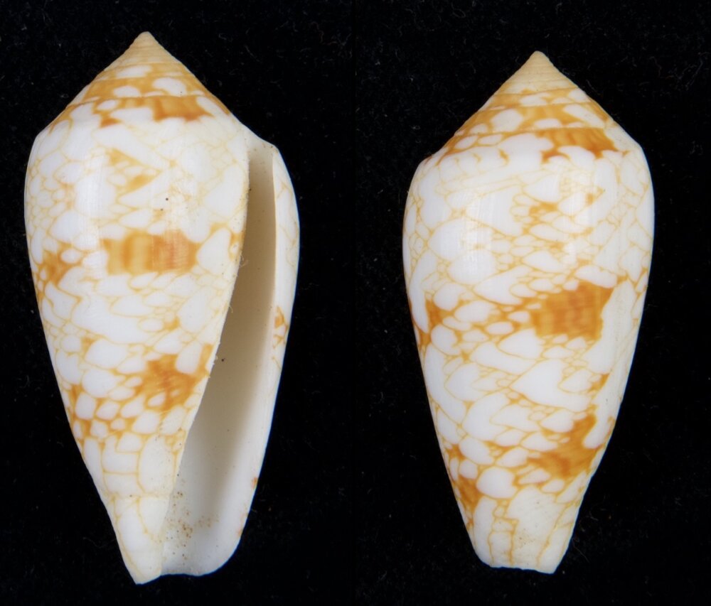 New shells - ShellBrothers - New shells