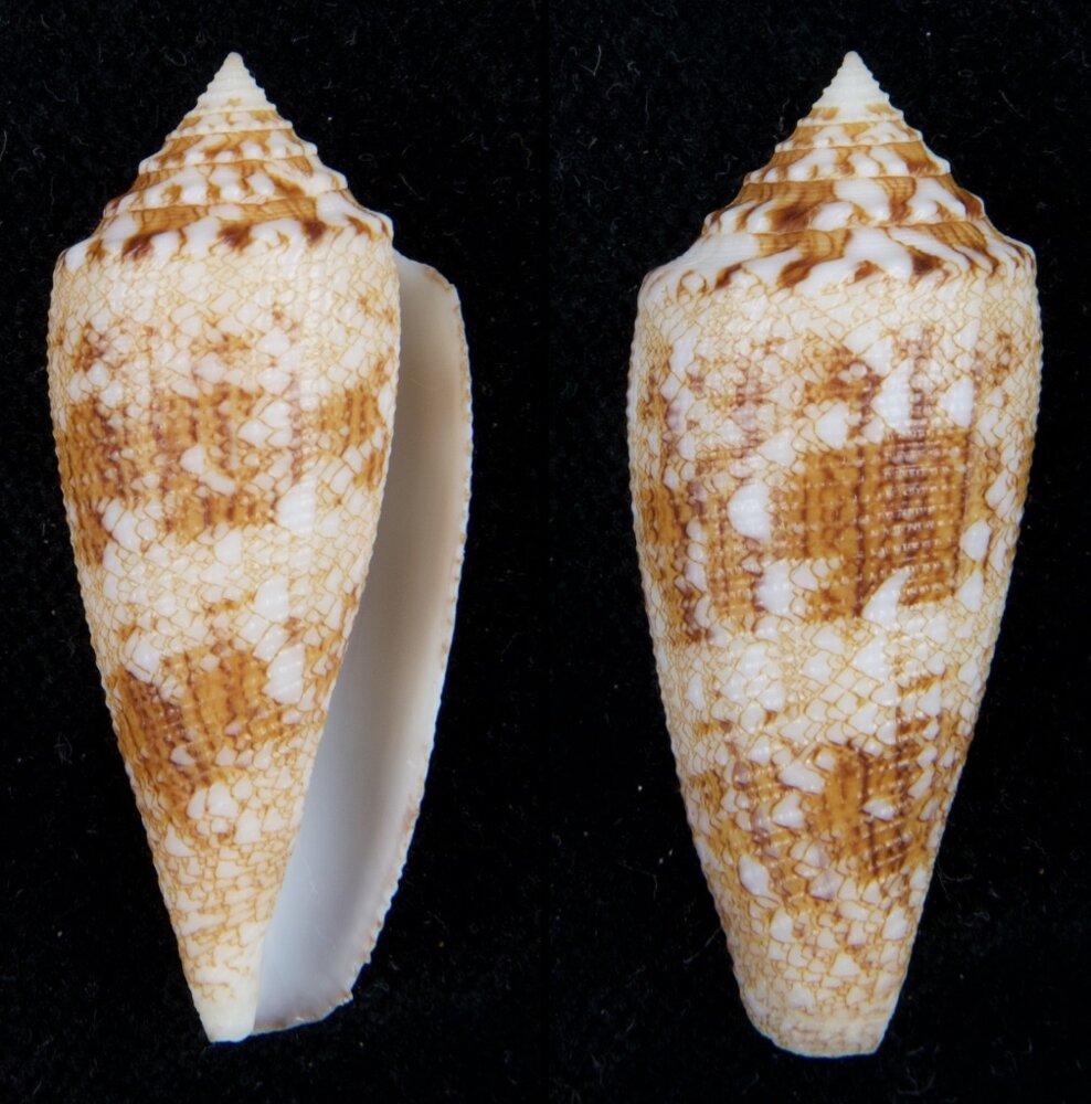 New shells - ShellBrothers - New shells