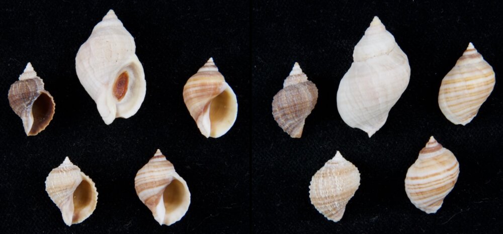 New shells - ShellBrothers - New shells