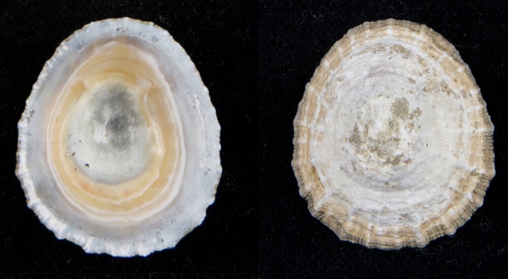 New shells - ShellBrothers - New shells