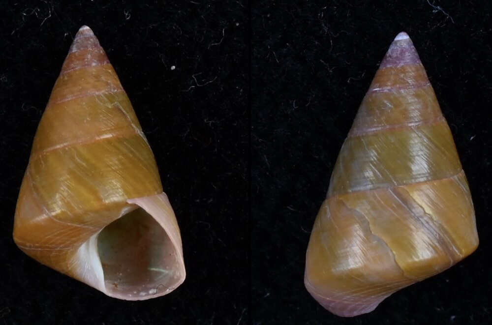 New shells - ShellBrothers - New shells