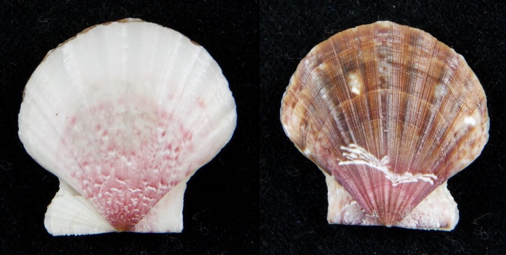 New shells - ShellBrothers - New shells