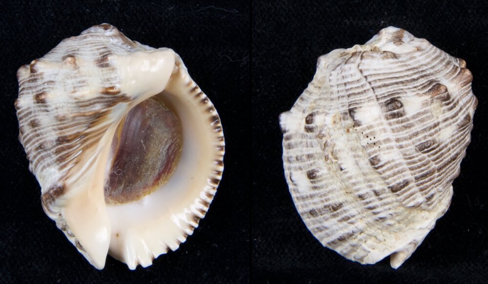 New shells - ShellBrothers - New shells