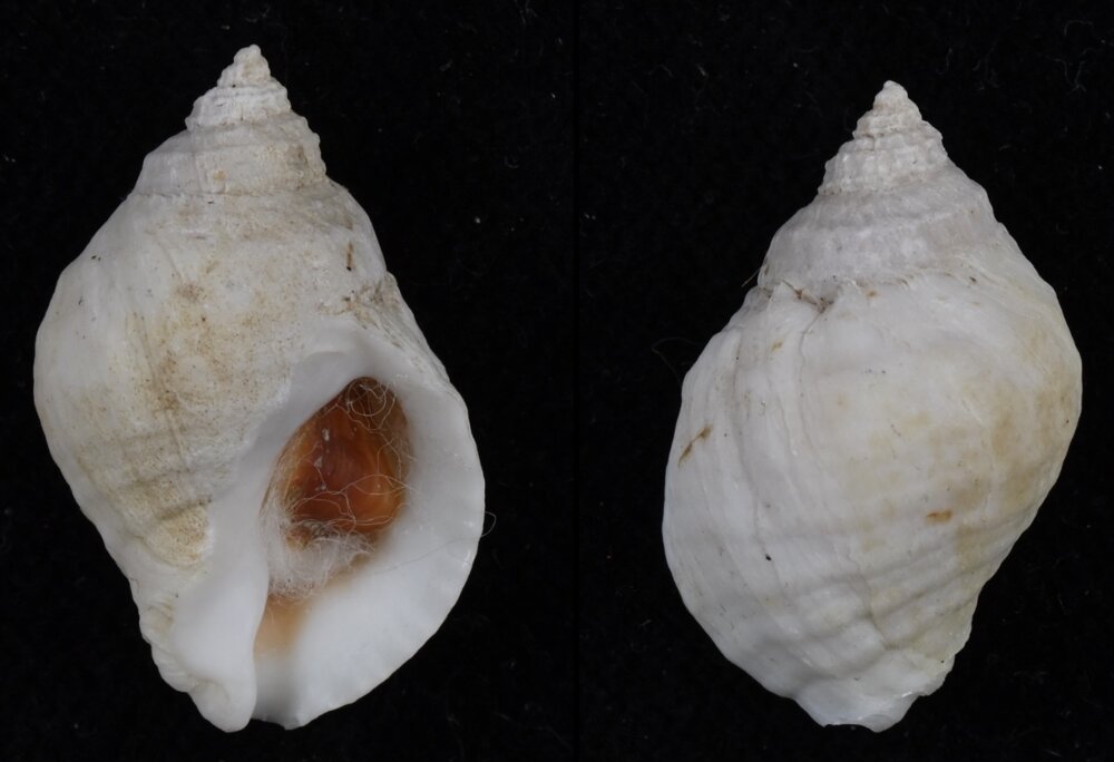 New shells - ShellBrothers - New shells