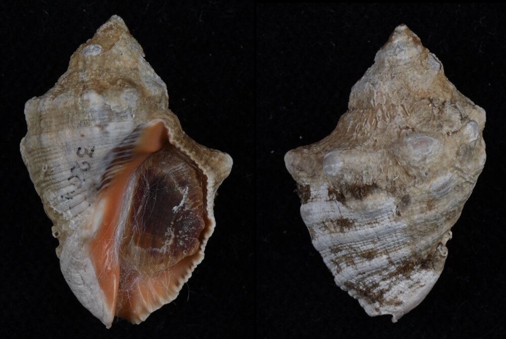 New shells - ShellBrothers - New shells