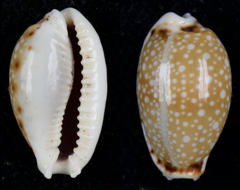 New shells - ShellBrothers - New shells