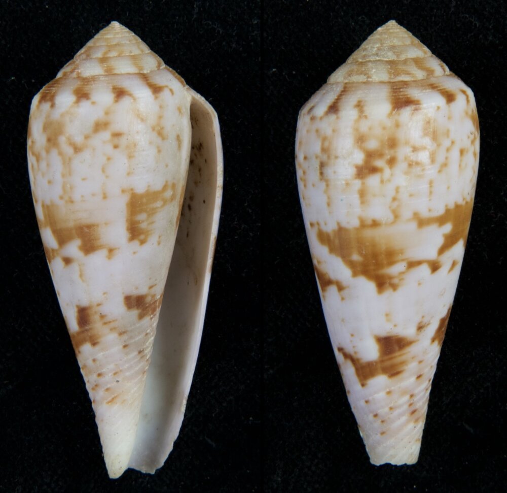 All shells - ShellBrothers - All shells