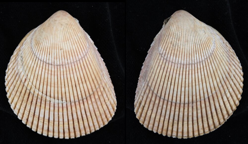 New shells - ShellBrothers - New shells