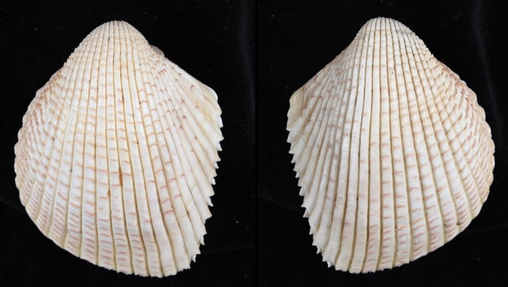 New shells - ShellBrothers - New shells